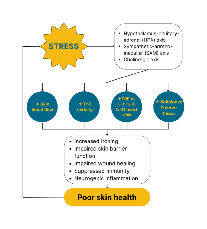 The Mind-Skin Connection — DERMAPAMINE by Dermapamine Club